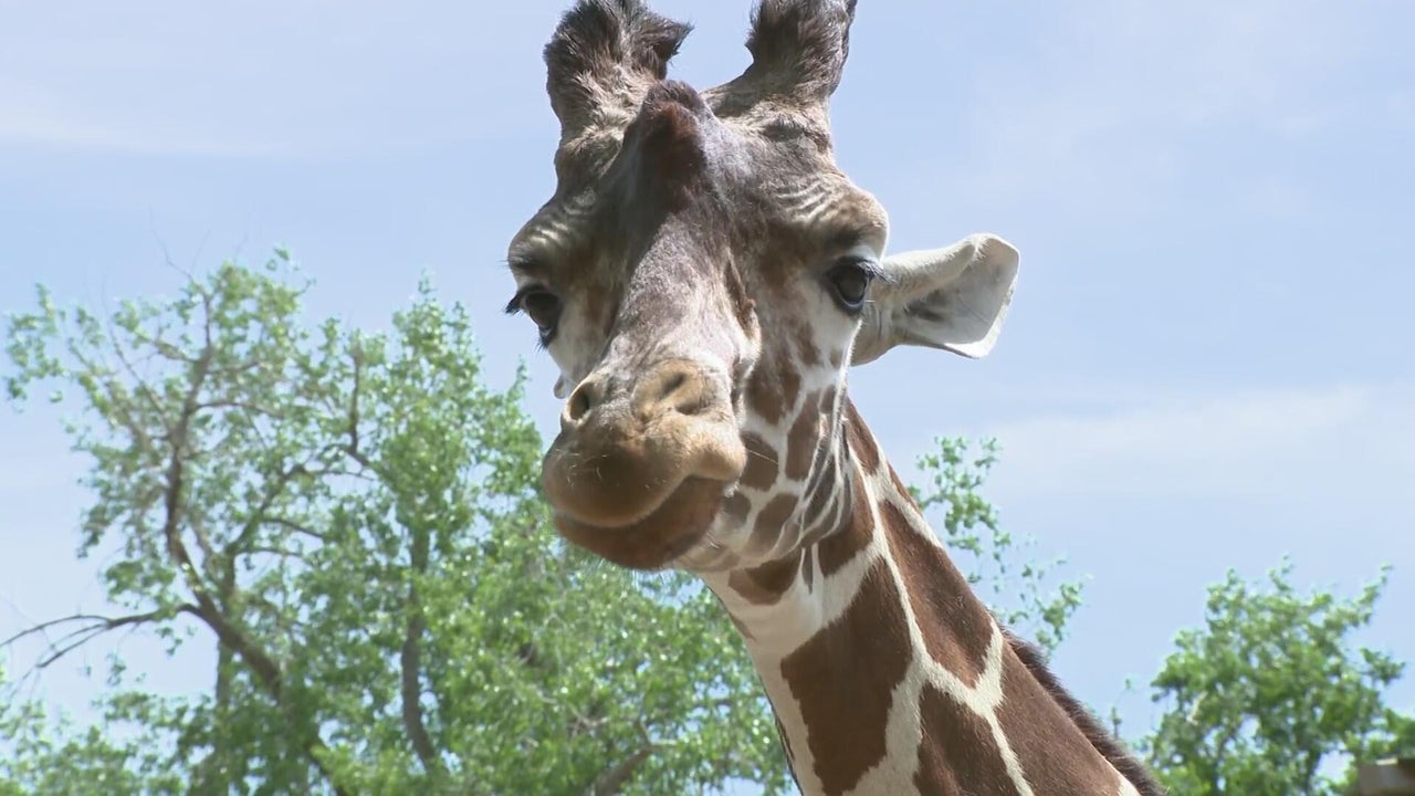 "G" is for giraffe in Alex Lehnert's "A to Z" at the Denver Zoo ...