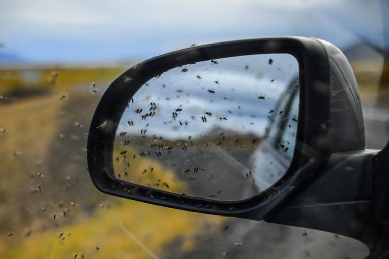 Scottish midge forecast map launched just in time for summer - check ...