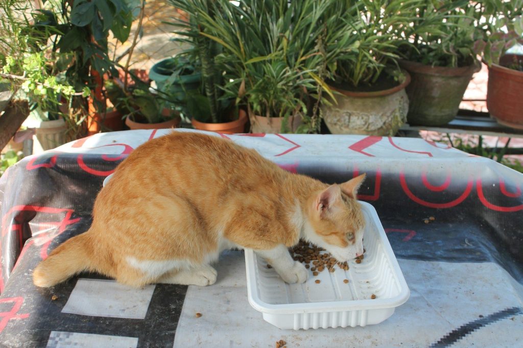 Why an angry hissing stray forced her way inside