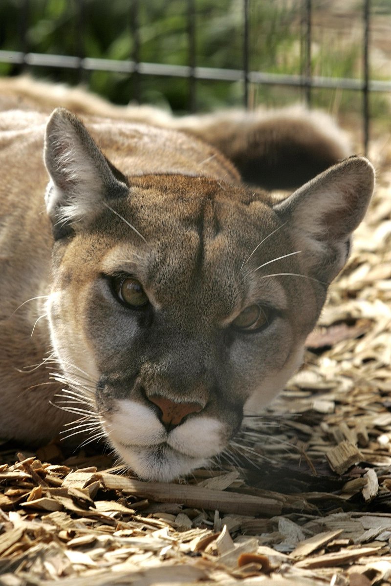 'Mountain lion' caught on camera in Kentucky identified as bobcat