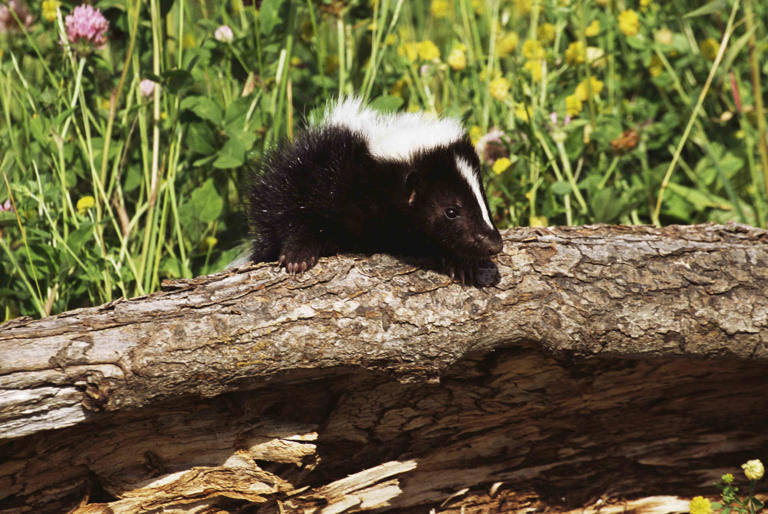 How to keep skunks away from your yard for good