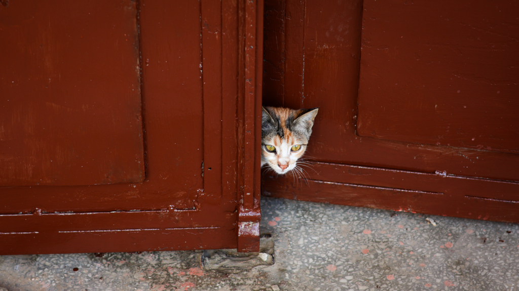 Why safety collars can secretly put your cat in danger