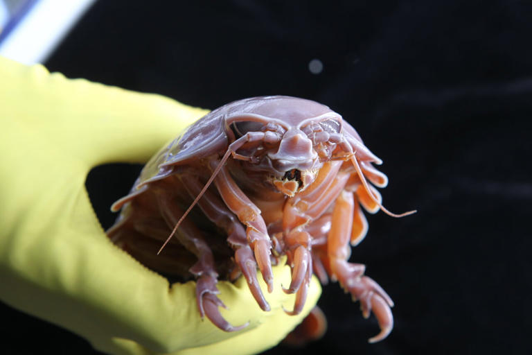 Deep-sea supergiant isopods last years without food by using a two-part ...