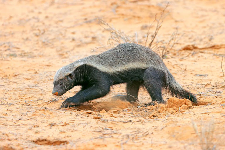 Move over, lions: The surprising African animal that even guides fear
