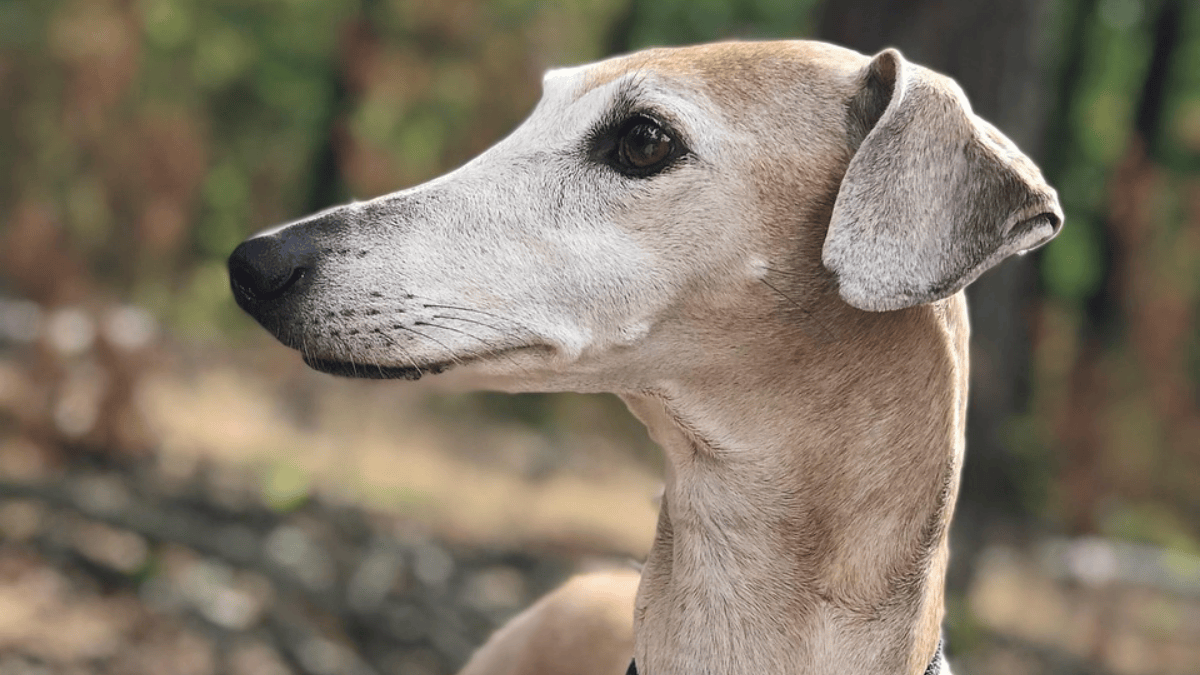 These rare dog breeds are so elegant they almost seem unreal