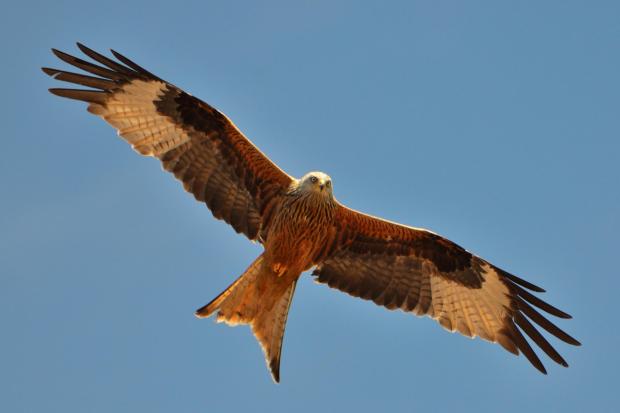 Bird of prey that was almost extinct now a familiar sight in skies of ...