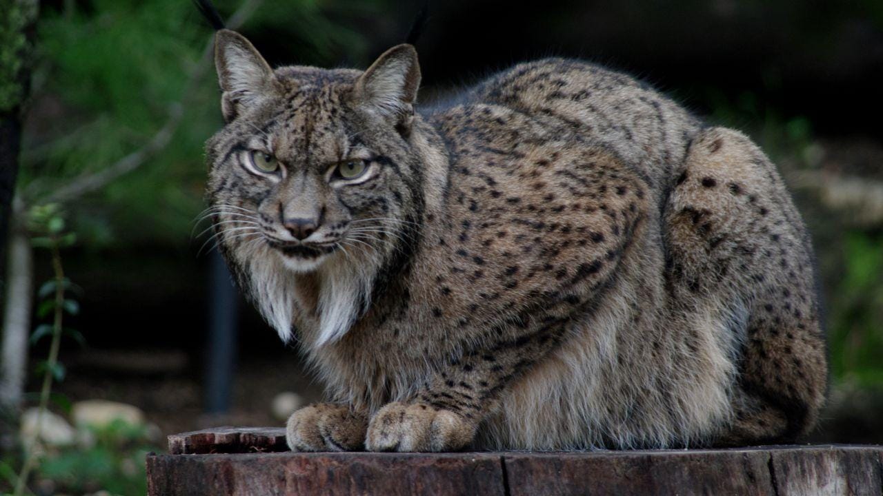 População de lince-ibérico cresceu 95% em quatro anos para 2.663 exemplares