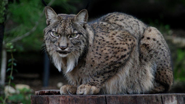População de lince-ibérico cresceu 95% em quatro anos para 2.663 exemplares