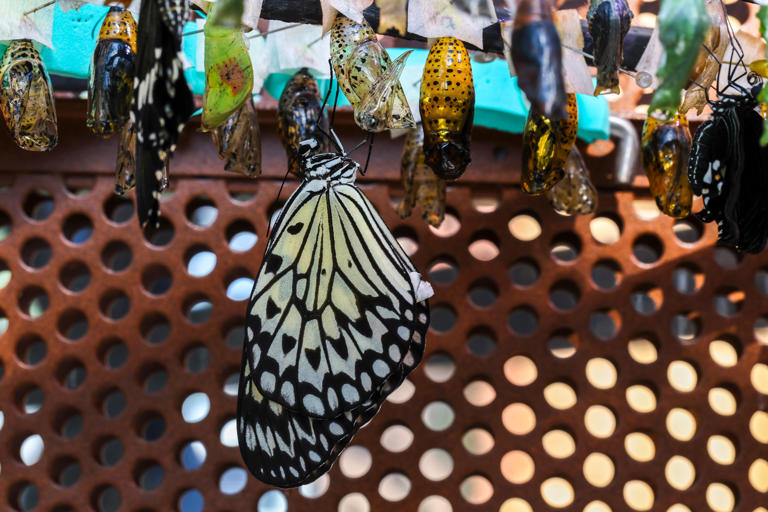'Farasha': Arabic word for butterfly is a symbol of renewal