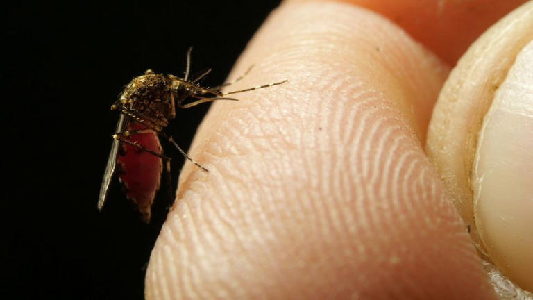 Doctors urge mosquito precautions after Harris County West Nile diagnosis