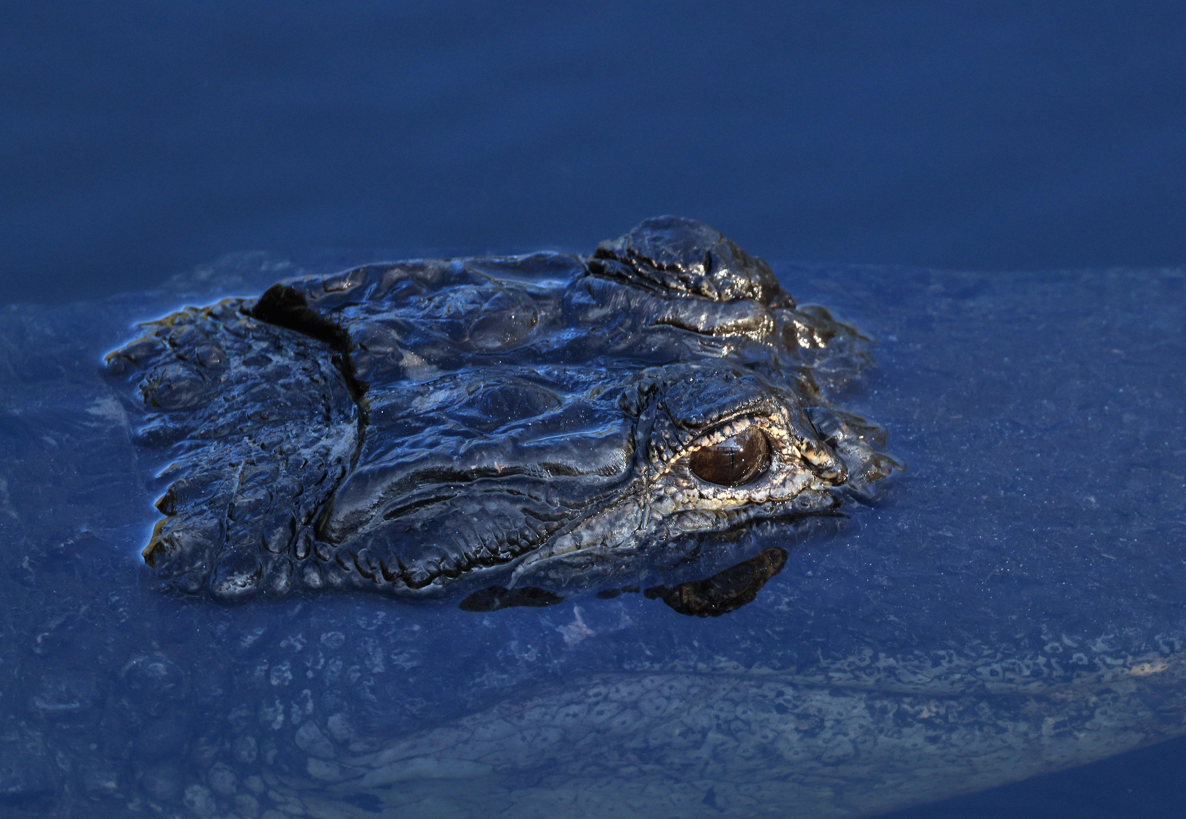 Visitor sues Florida airboat company, alleges alligator bit face