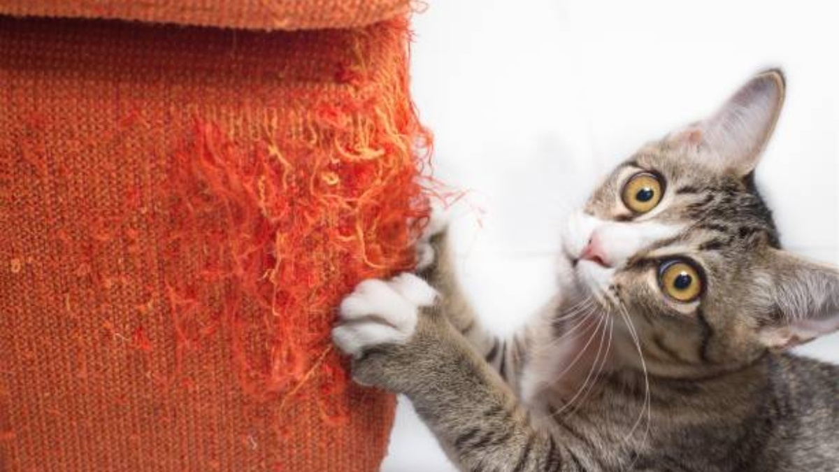 The real reason your cat keeps scratching the couch, according to experts