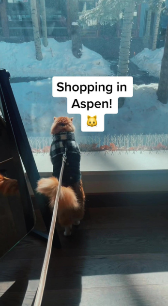 The best part of Aspen: everything is super pet friendly