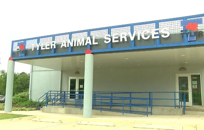 Two box fans can cover adoption fees at Tyler Animal Services