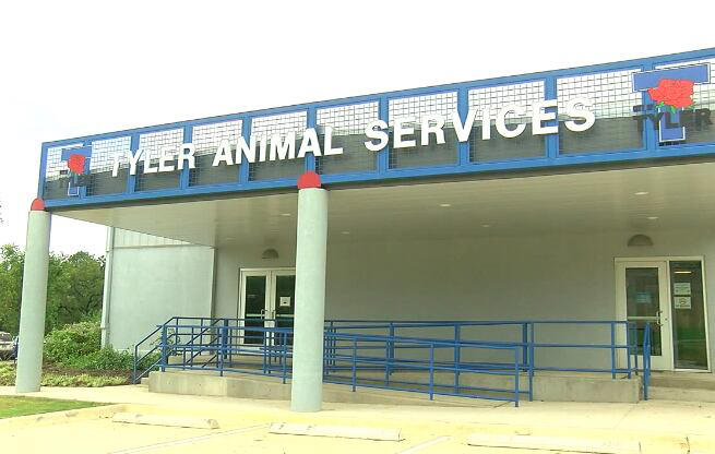 Two box fans can cover adoption fees at Tyler Animal Services