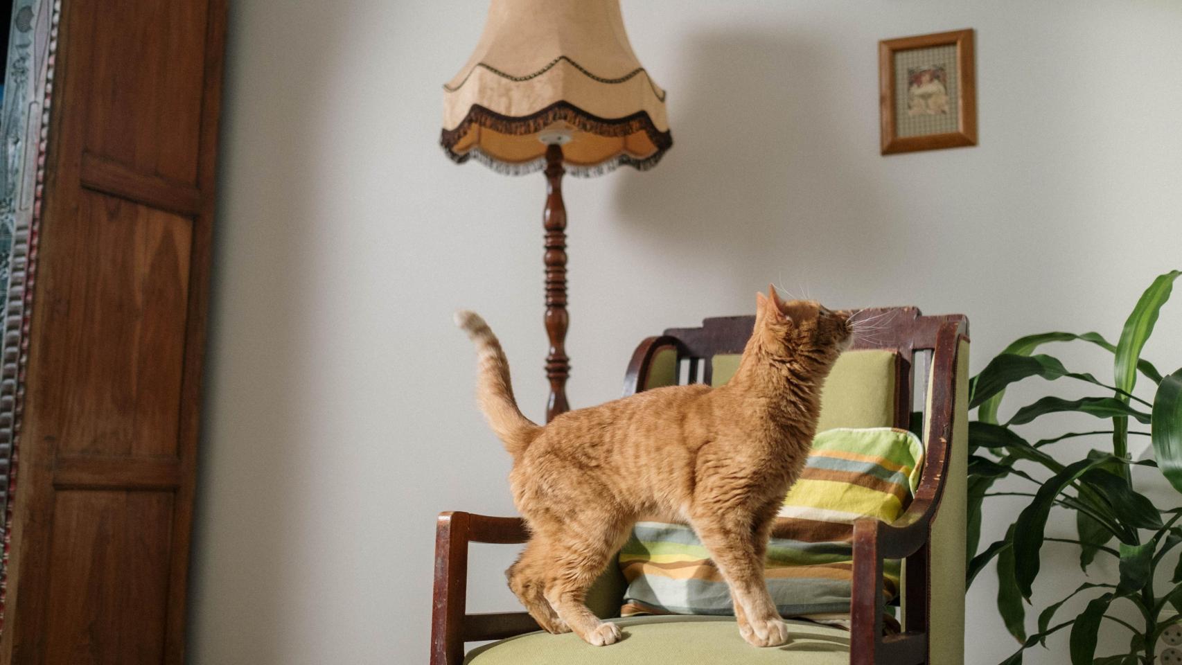 Los veterinarios coinciden: los gatos que se acercan con la cola ...