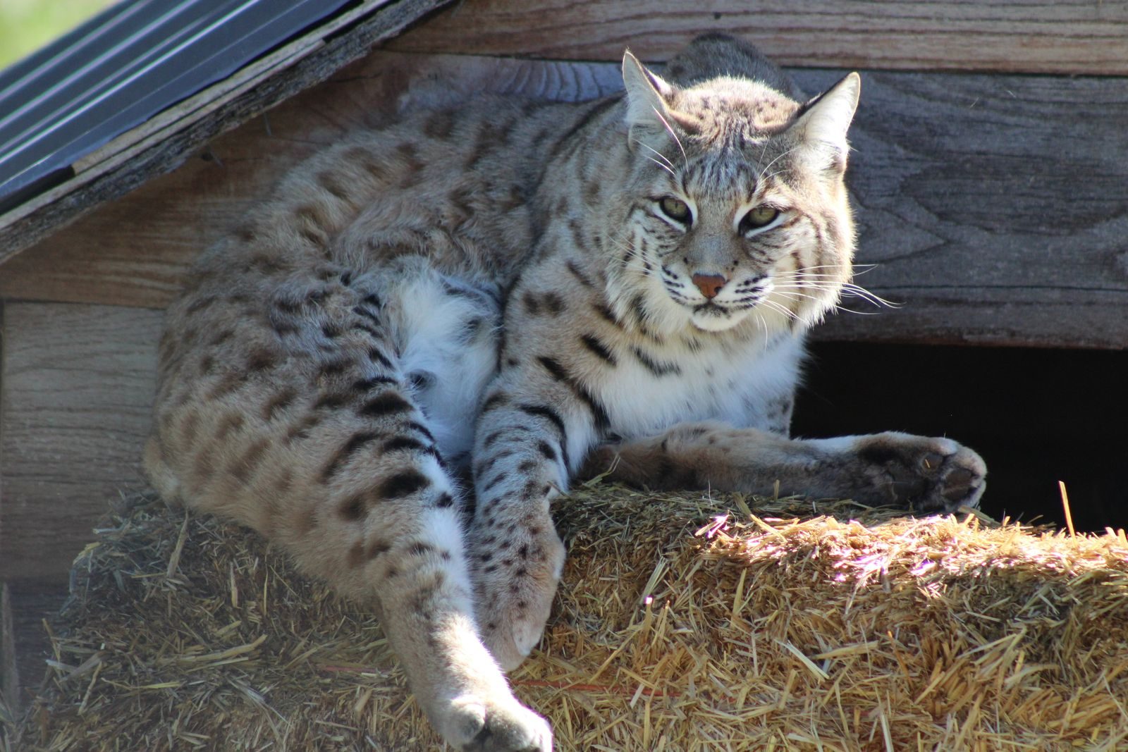 How a hurt wild bobcat survived a tragic highway crash