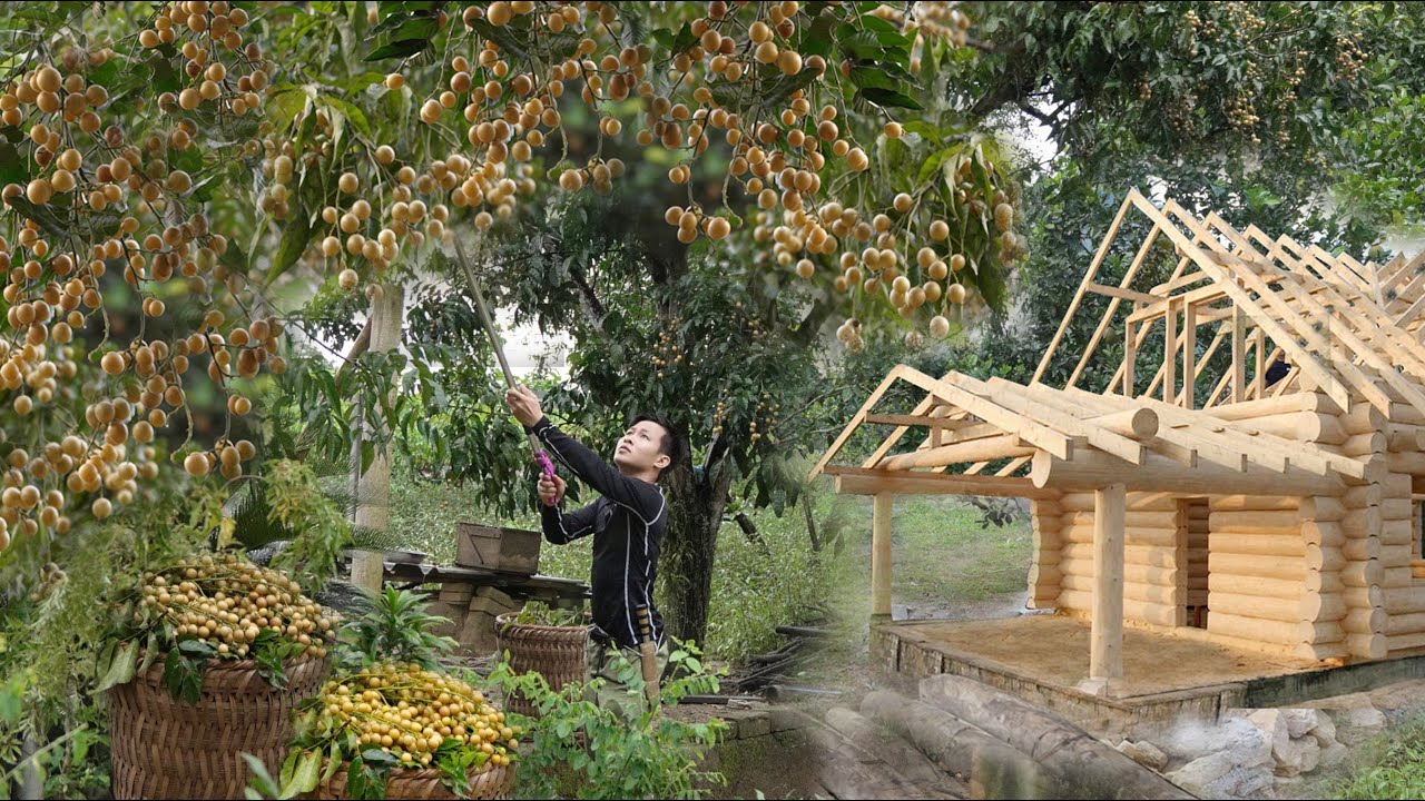 I harvest wampi fruit to build my dream home!