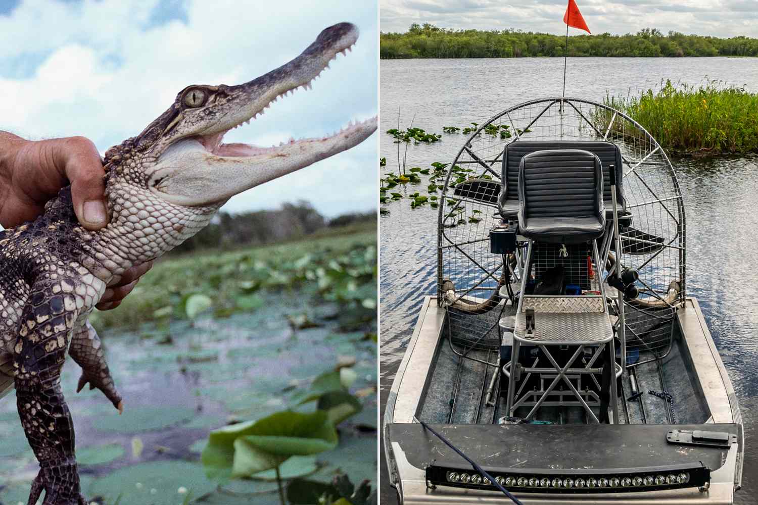 Man allegedly 'bit in face' by alligator at Florida attraction. But ...