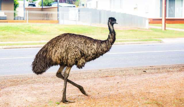 Runaway emu turns Maryland bypass into hours-long chase before troopers ...