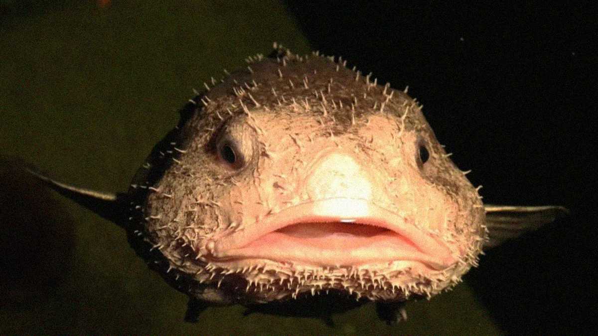 17 hilarious-looking animals in the world