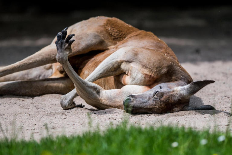 Kangaroo escapes owner's property in Kentucky