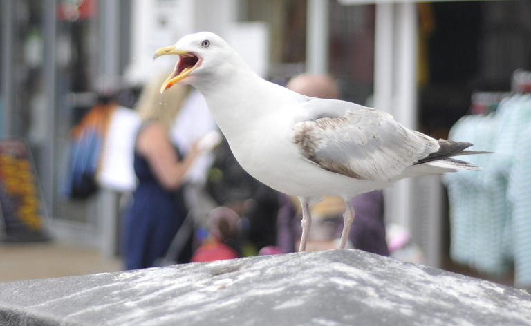 Seagull crisis sparks call to fast-track food waste recycling