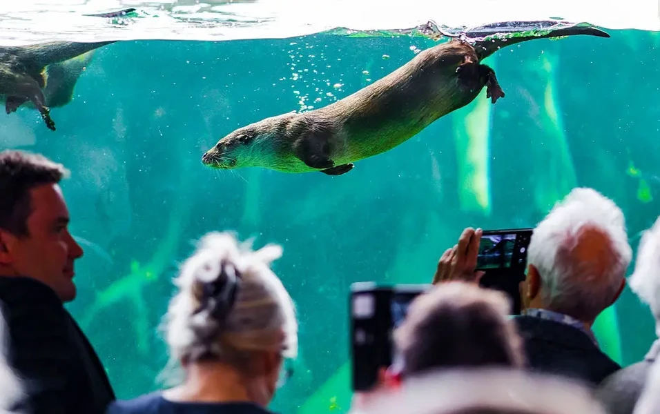 Two rescued otters paired to aid species survival