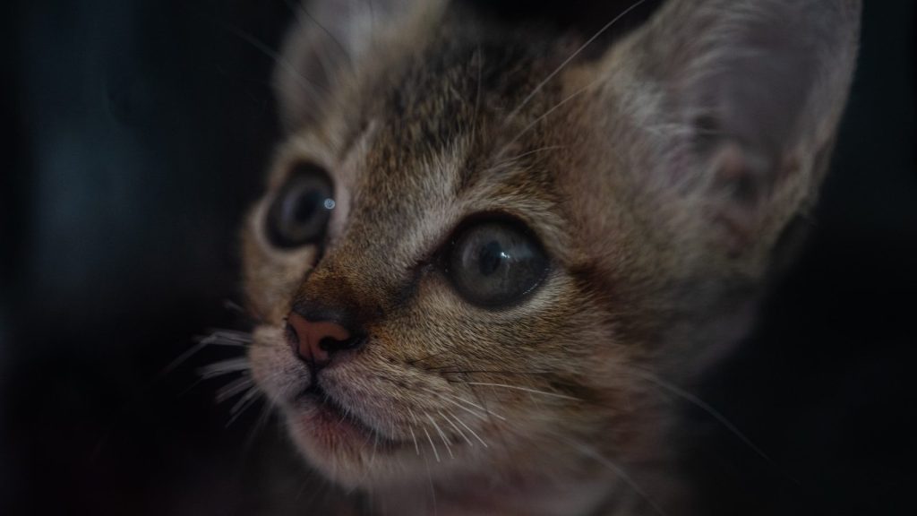 Why are some kittens born with beautiful, bright blue eyes?