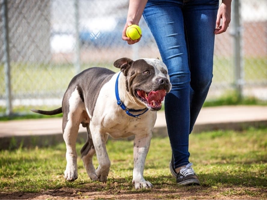 Dana Point celebrates expanded dog park opening: What to know