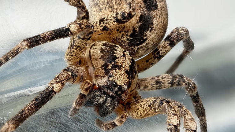 Nosferatu spider bite: What to do as more giant spiders spread on ...