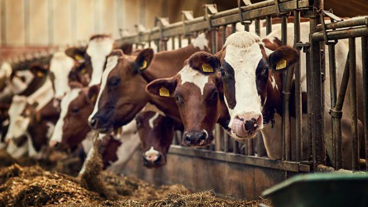 Farmer, 78, trampled by cow was 'tragic' death - sheriff