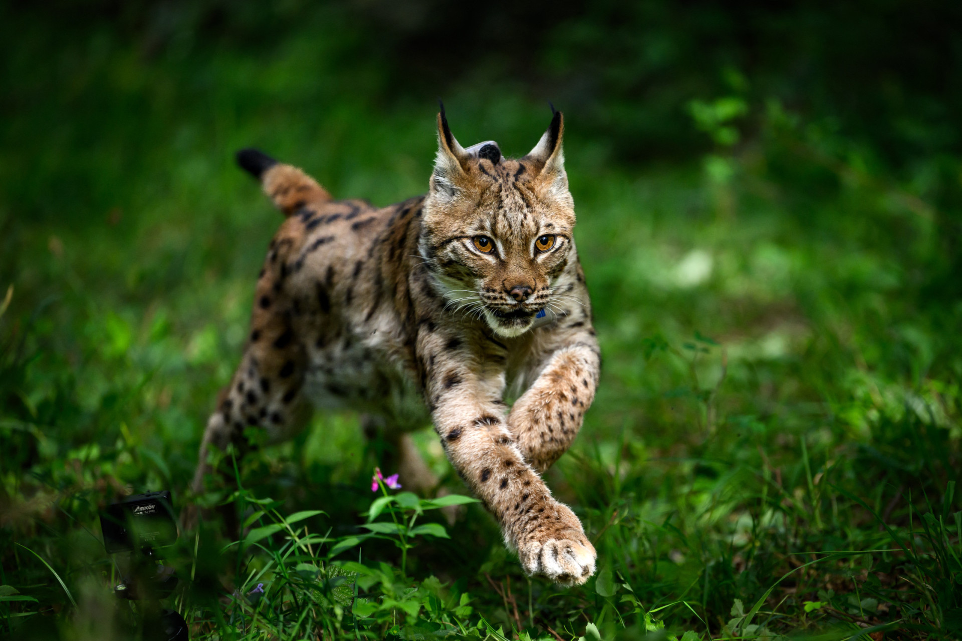 Tufts and teeth: fascinating facts about the lynx