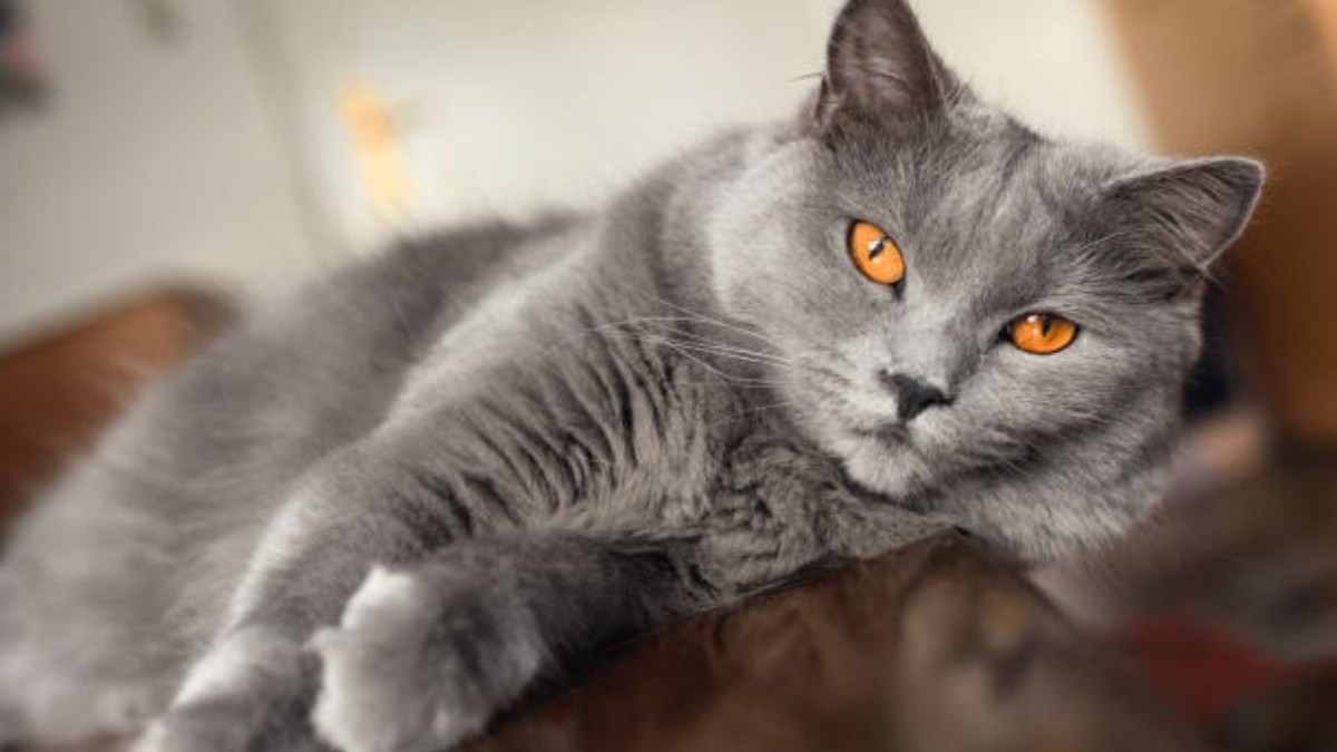 These 8 gray cat breeds are famous for their calm and affectionate ...