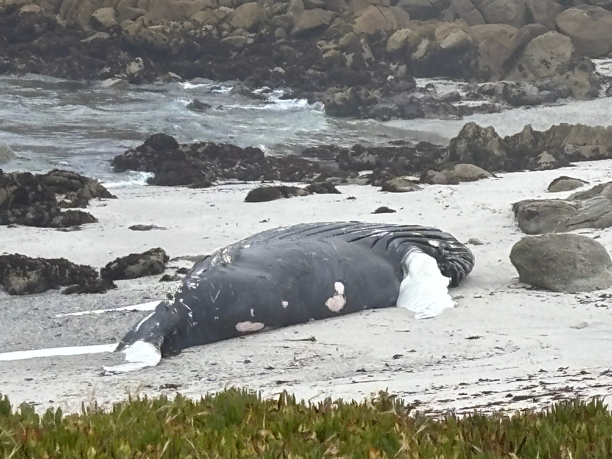 Lovers Point Beach closure extended as response continues for washed up ...