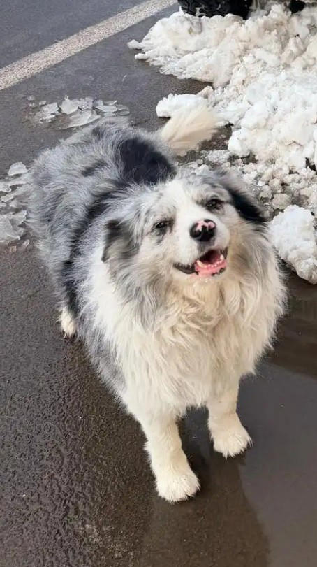 Celeb dog with 1.5M followers is stolen and sold for just $26 — then ...