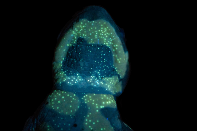 Scientists have been studying fire salamanders for more than 250 years ...