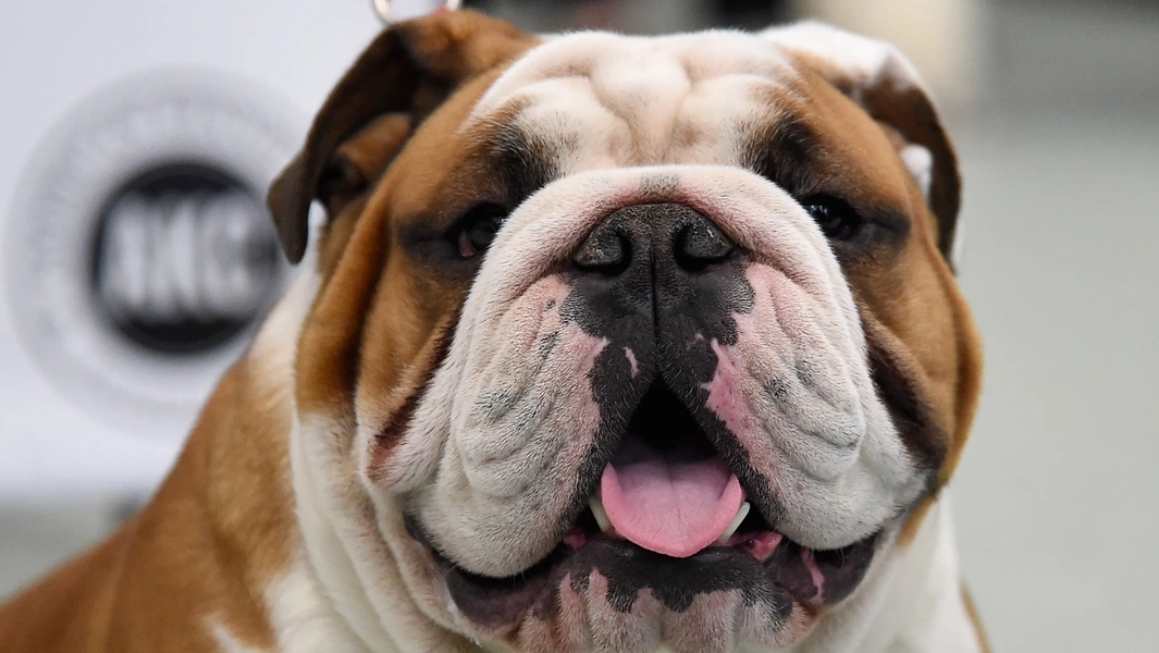 Bulldog love comes with big responsibilities