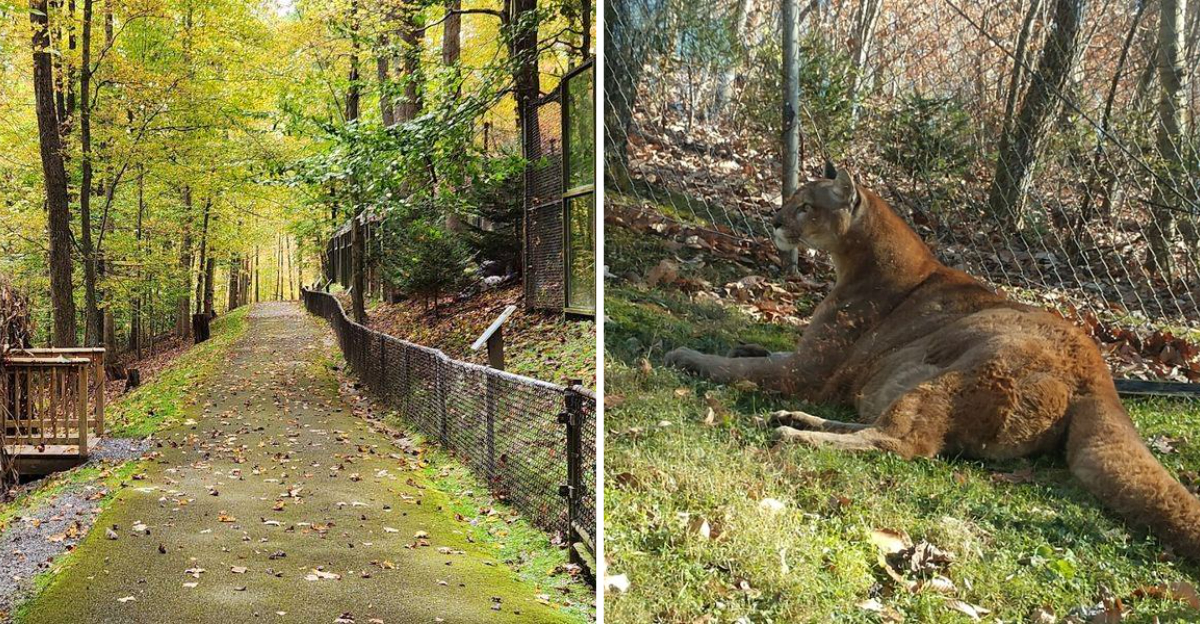This West Virginia wildlife center lets you come face to face with ...