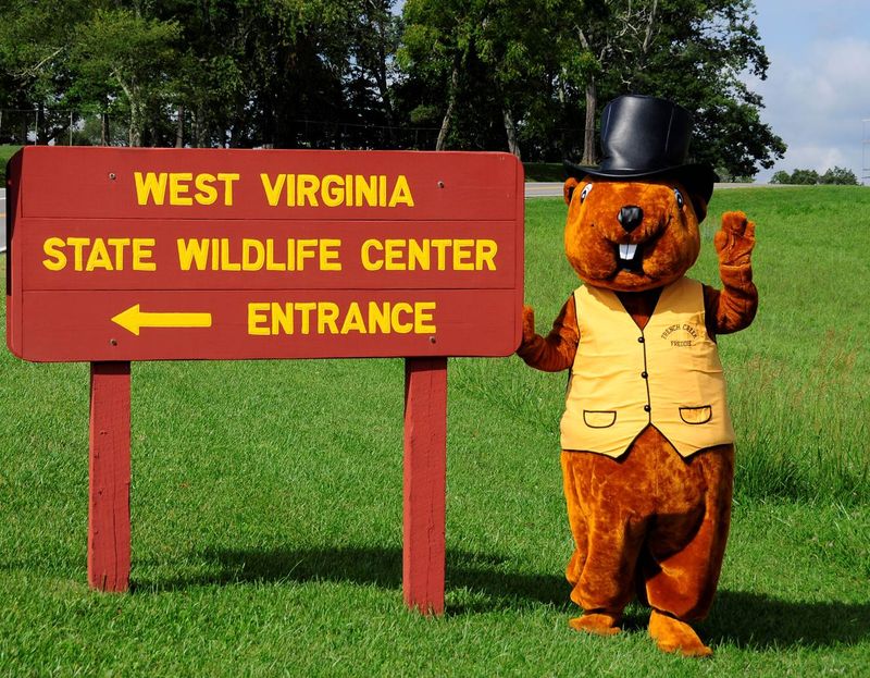 This West Virginia wildlife center lets you come face to face with ...
