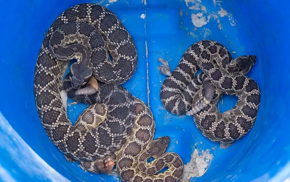 Study reveals multiple deadly pathogens threatening southeastern snakes