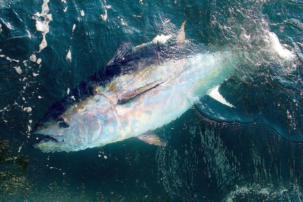 Why a fish capable of 40 mph has experts worried