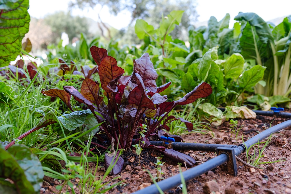 How I Installed My Own Drip Irrigation System (and Stopped Rodents From ...