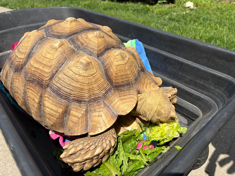 ‘Talk about bringing people together’: Liam the tortoise found after 9 days