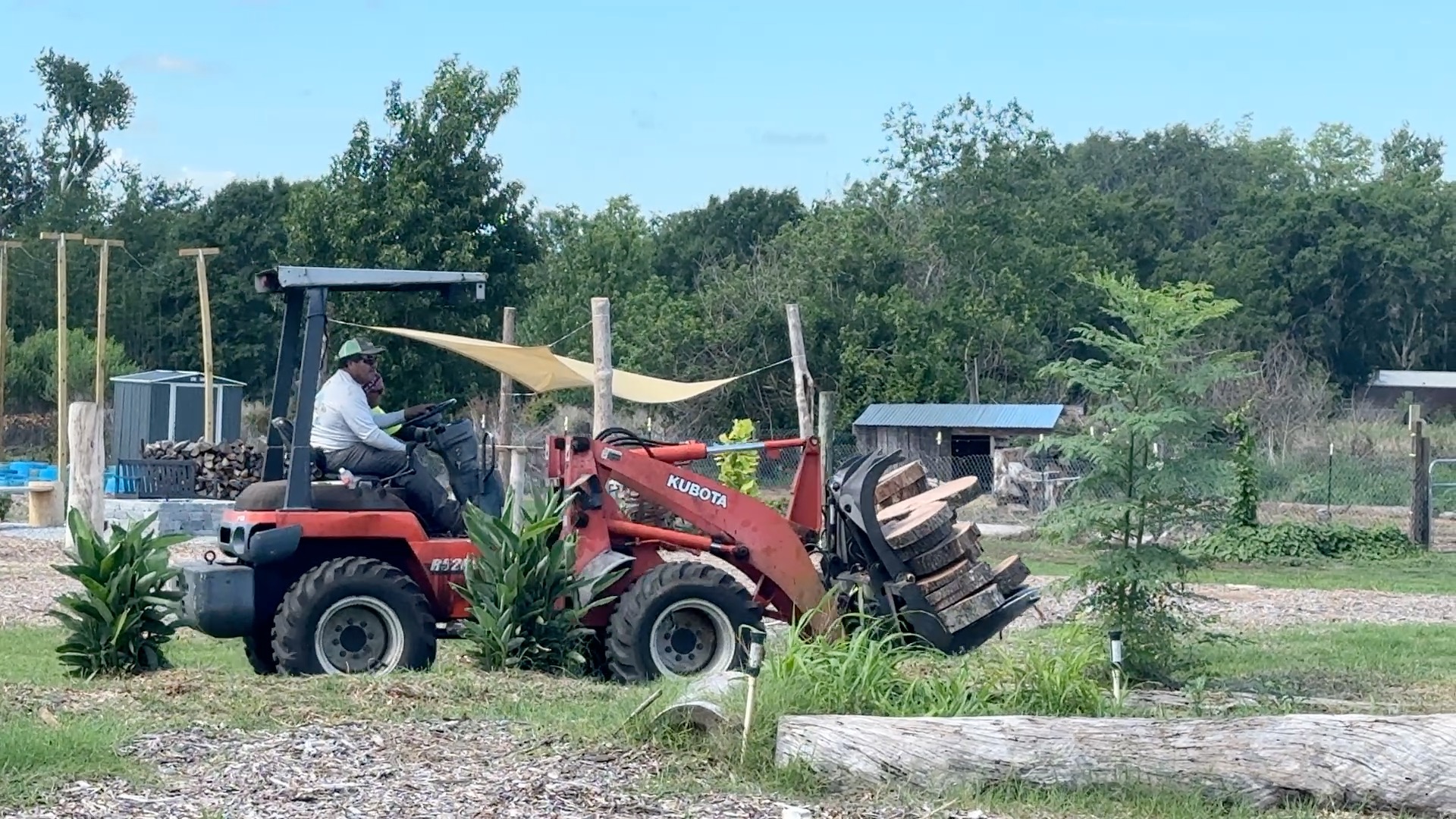 Extreme weather events have stressed local trees, raising concerns ...