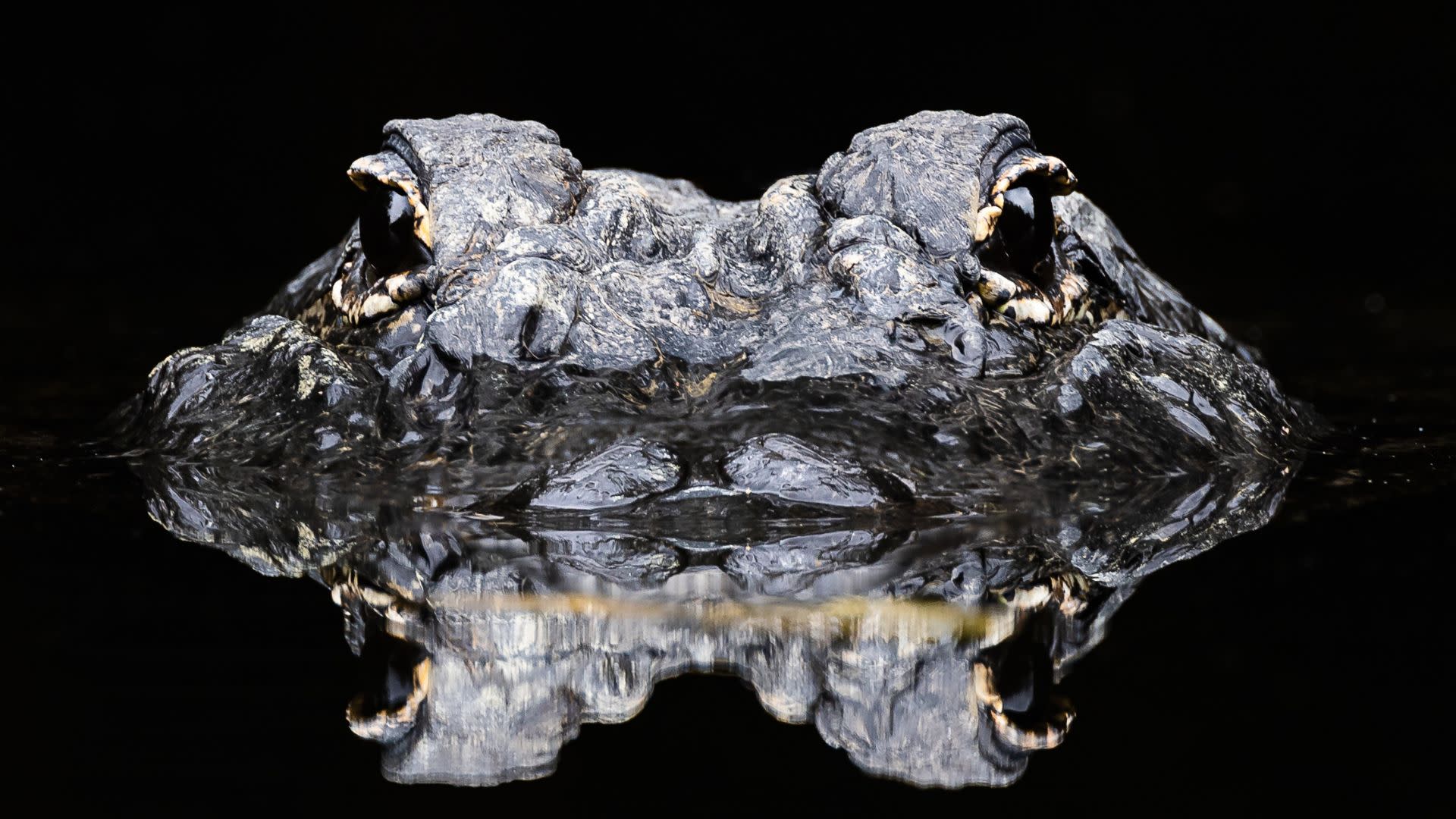 Florida man sues airboat tour company over alleged baby alligator bite