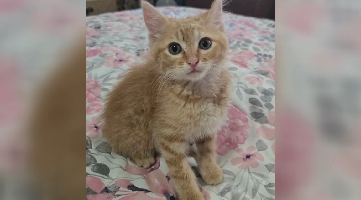 Kitten rescued after spending two days trapped in Cedar County drain pipe