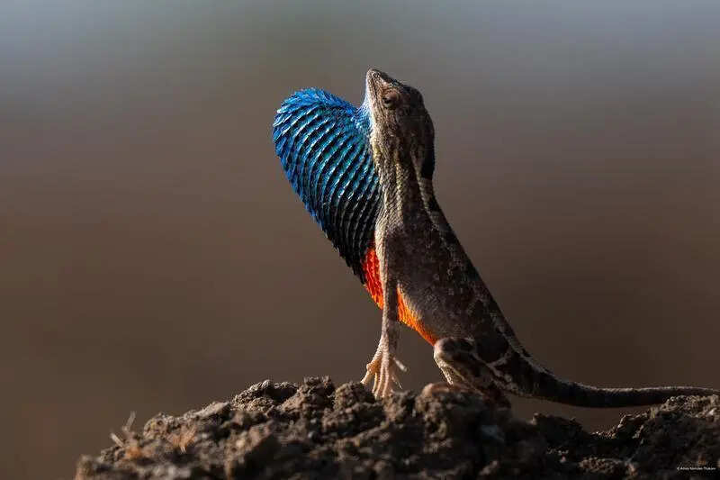 Vidarbha researchers document fan-throated lizard Sarada deccanensis in ...