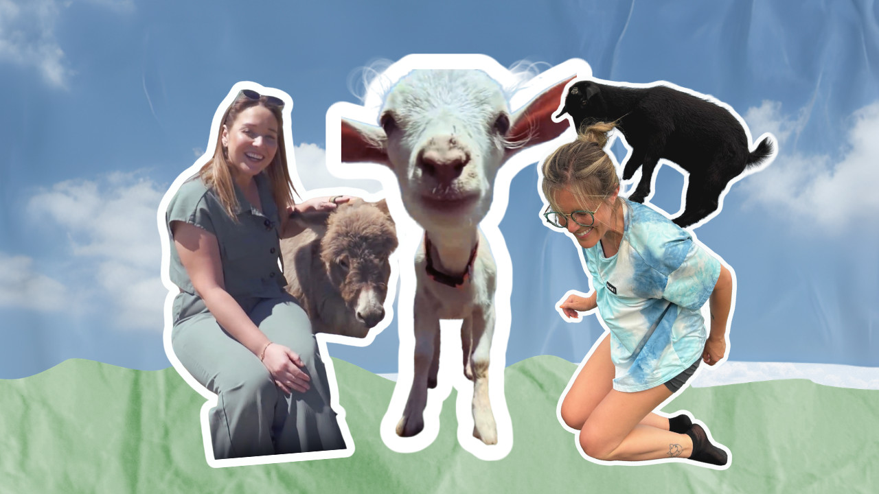 Hanging out with animals is proven to brighten your mood, so we tried it