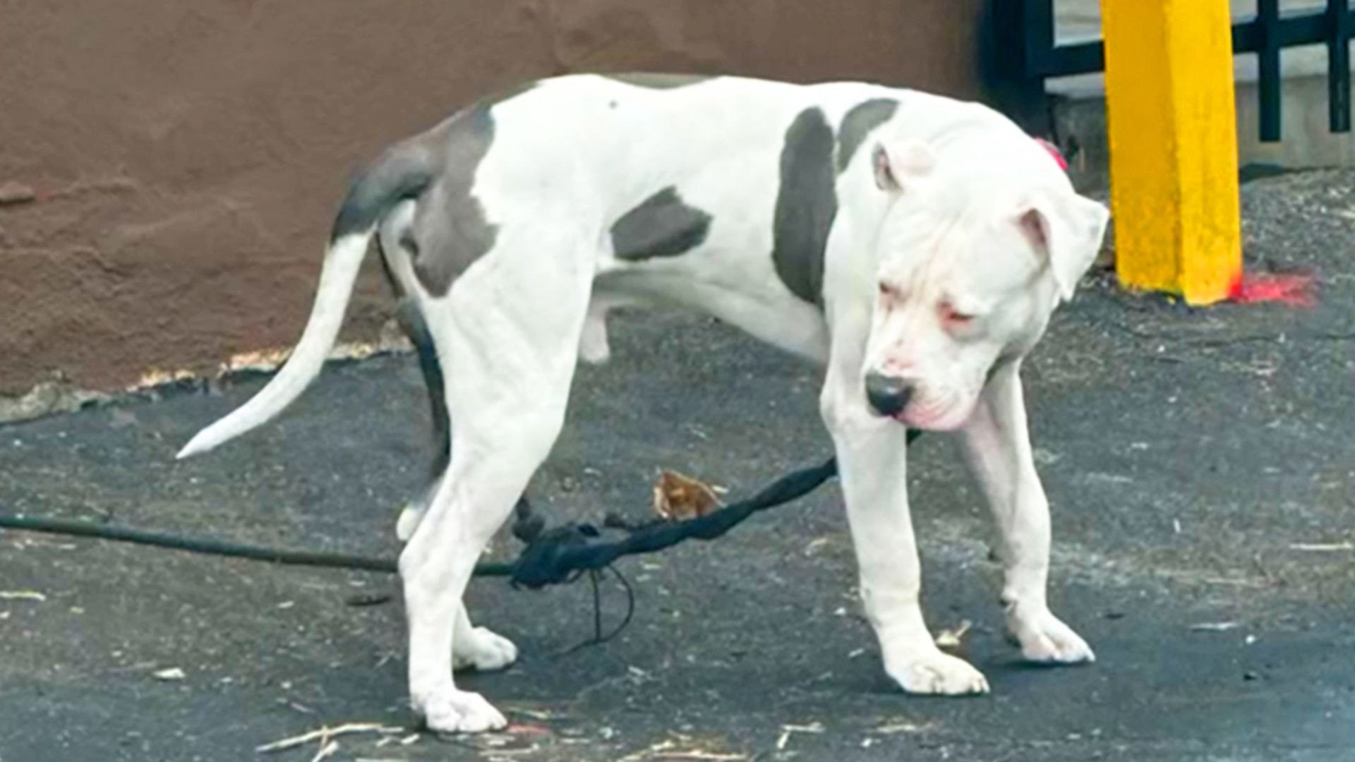 Homeless pittie plays with kids for the first time